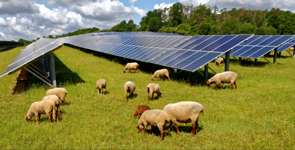 Agrivoltaics: Solar on Farms is a Promising Option for Farmers - SI2